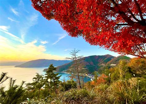 奥琵琶湖パークウェイの紅葉情報2024 ウェザーニュース