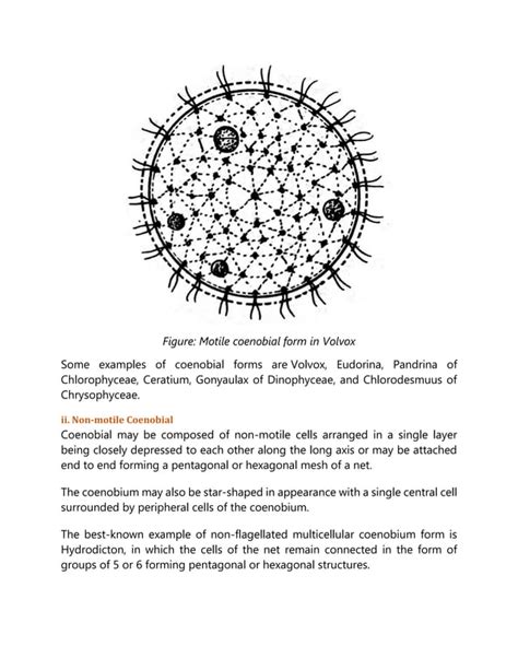 Range Of Thallus Structure In Algae Full Pdf Pdf Biological Sciences Science