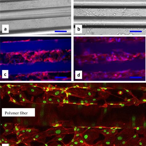 The Effect Of Fibrinogen Thrombin Concentration On The Properties Of Download Scientific