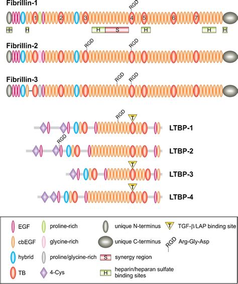 Fibrillin Containing Microfibrils Are Key Signal Relay Stations For Cell Function Pmc