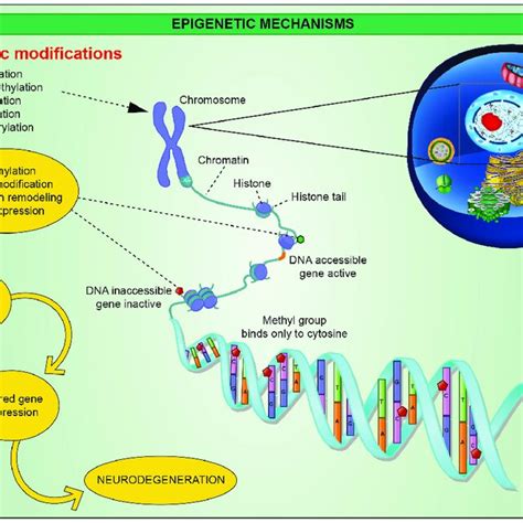 Schematic Representation Of Epigenetic Mechanisms Affecting Histones