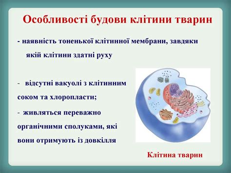 Будова рослинної та тваринної клітини 6 клас презентация онлайн