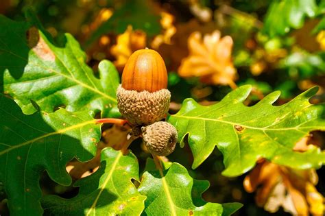 100 000 Free Acorn Leaves And Acorn Images Pixabay