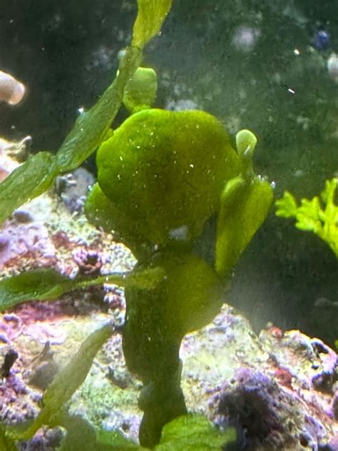 ‘money Plant Halimeda Macroalgae