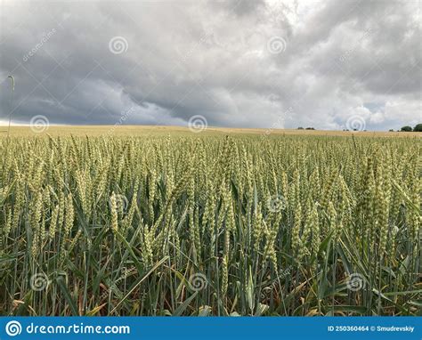 Field Of Cereal Plants Against The Background Of The Sky With Clouds