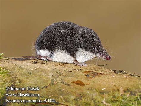 Neomys Anomalus Southern Water Shrew Suovesipäästäinen Musaraigne