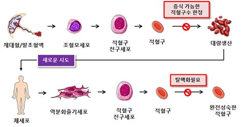 2030년대 국내서 수혈용 인공혈액 대량 생산한다