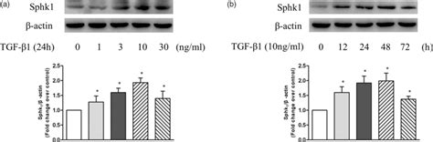 A Pasmc Were Treated With Different Concentration Of Tgf‐β1 In The Download Scientific