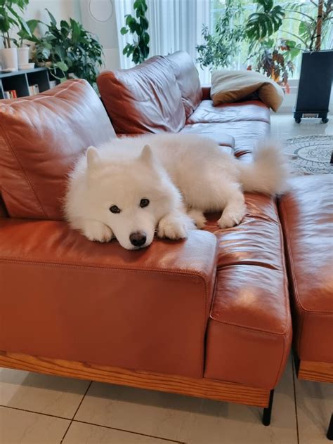 귀여운 포즈 하고 있기 북극솜 Polarsom