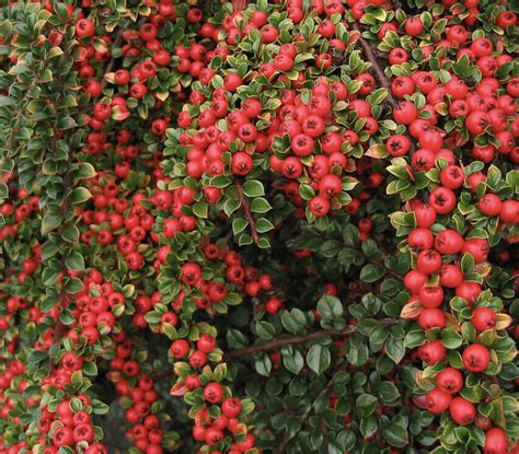 Cotoneaster Horizontalis