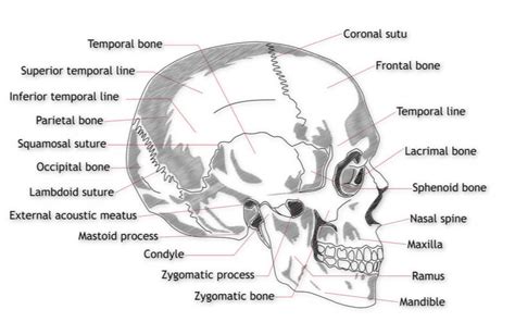 Mastoid Process The Definitive Guide