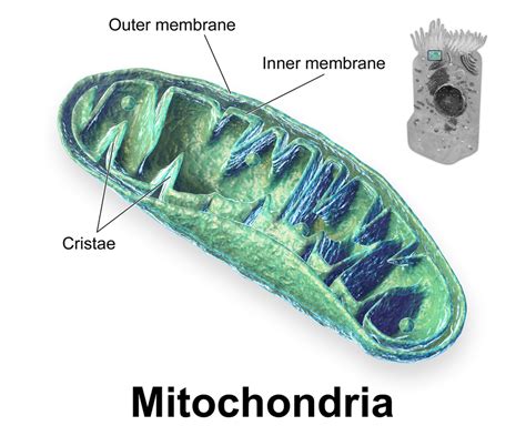 Mitochondria Structure Function Expii