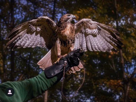 Assimilation Amydavisphotography