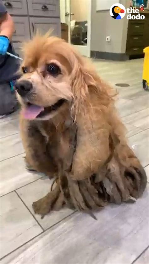 Dog Who Lost 5 Pounds Of Matted Fur Cant Stop Smiling The Look On