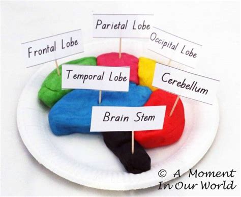 Human Body Brain And Nervous System In 2025 Brain Models Human Body