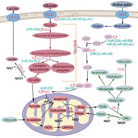 Micrornas Regulate Cell Metabolism By Targeting Key Metabolic Enzymes