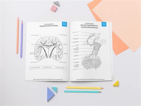 Neuroanatomy Coloring Worksheets 98 Pages Brain Spinal Cord Cns