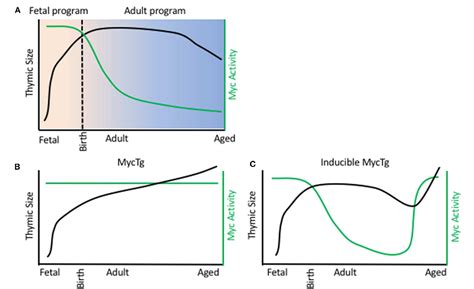 Figure 1 From Postnatal Involution And Counter Involution Of The Thymus