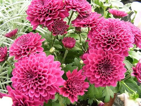Floriculture Identifying Plants Part 3 Flashcards Quizlet