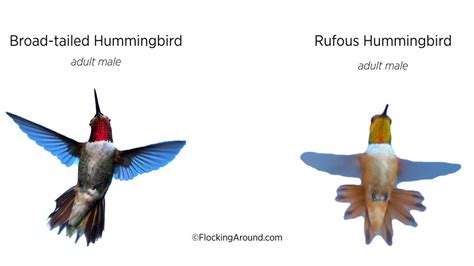 Rufous Hummingbird Vs Broad Tailed Hummingbird