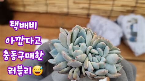 먼로4두 자연군생💕 택배비 아깝다고 충동구매한 러블리😅 비욘세무지개금쌍두 블랫블루아나철화 Youtube