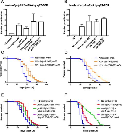 Overexpression Of Jmjd 32 Or Utx 1 Causes Lifespan Extension A B