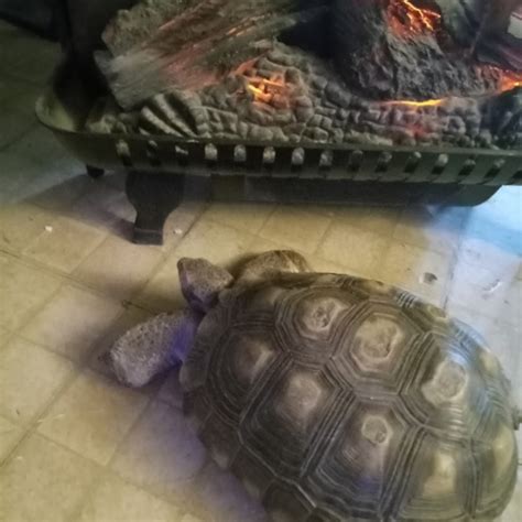 The Dinoco Team I Have Returned Youtube