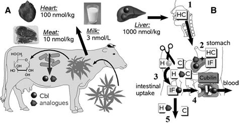 2 Assimilation Of Cobalamin By A Ruminant Animals And B Humans