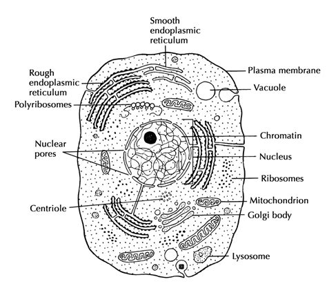 Cell Structure And Function Cells The Basic Units Of Life Siyavula Cell Diagram Human