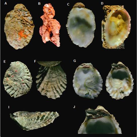 Oyster Species Of The Eastern Pacific A F Crassostrea Corteziensis