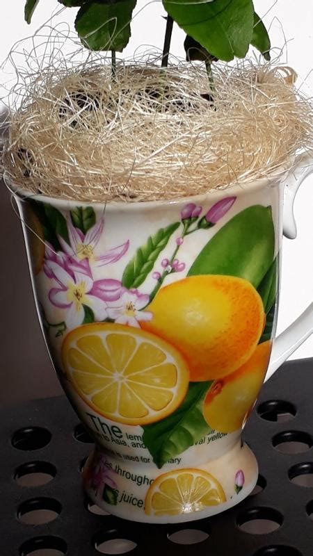 Чашка з лимонами під кашпо до рослин — ціна 26 грн у каталозі Чашки Купити товари для дому та