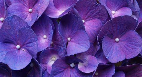 300 Purple Flowers Backgrounds