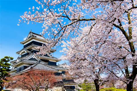 松本城 長野県 全国の花風景 はなまっぷ日本の美しい花風景花の名所検索サイト絶景のお花畑を見に行こう