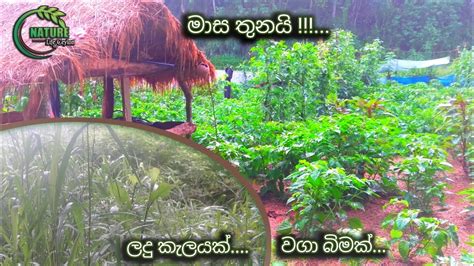 නයි මිරිස් වගාව කැලයක් වගා බිමක් කල ආකාරය Scotch Bonnet Cultivation