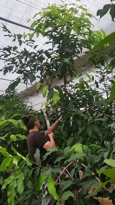 290 과일나무를 자르는 일은 가슴 아프지만 꼭 필요한 일이다 열대과일 왁스잠부 Youtube