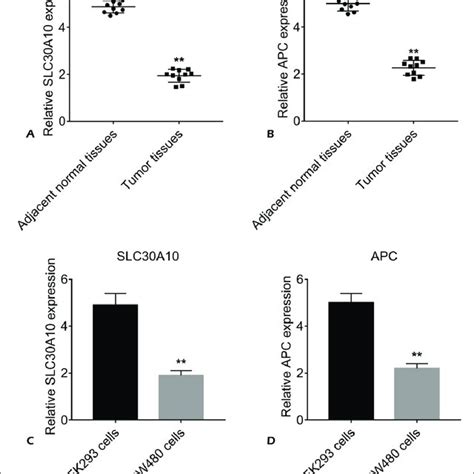 Slc30a10 Can Sponge With Mir 21c And Inhibit Its Expression In Download Scientific Diagram
