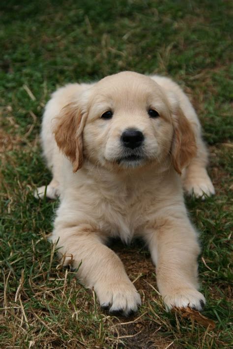 El Perro Golden Retriever Vrogue Co