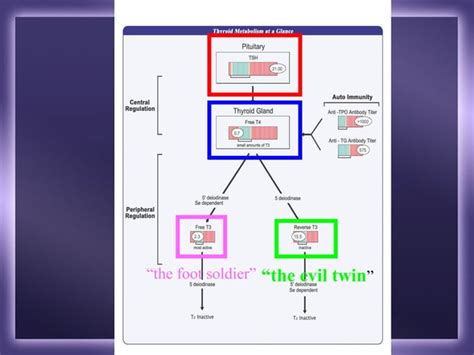 Thyroid Adrenals And Sex Steroids A Balancing Act Ppt