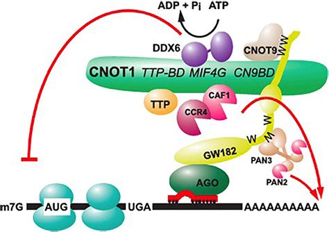 Central Cnot1 Region As A Hub Of Protein Protein Interactions Important Download Scientific