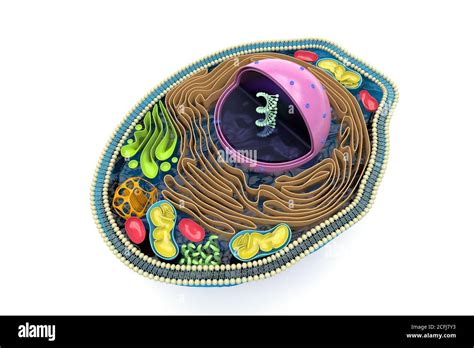 3d Rendering Of The Human Cell Cross Section Detailed Colorful Anatomy