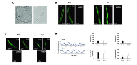 Pacemaker Cell Culture A Representative Examples Of Fresh And