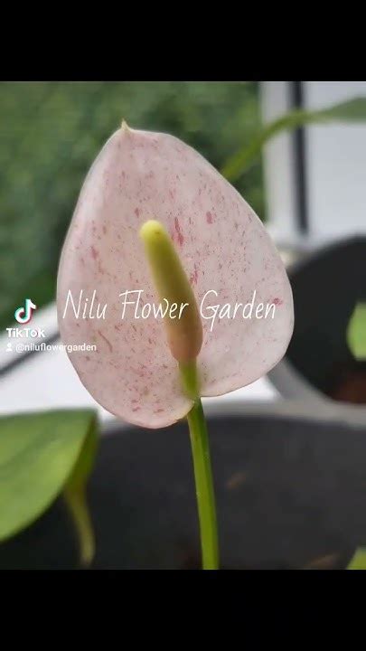 Splash වර්ග තුනක් සමගින් 🟥👇👇🟥 ඇන්තුරියම් ශාක 12ම Rs 6000 🟥 Agri Plants Anthurium Flowers