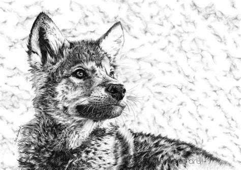 Wolf Cub Drawing At Explore Collection Of Wolf Cub