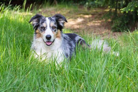 Border Collie Pupvine