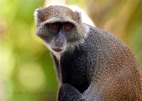 Blue Monkey Species What Are The Top Primate Species Found In Uganda