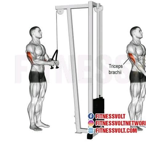Triceps Pushdown By Fawwaz Sathaar Exercise How To Skimble