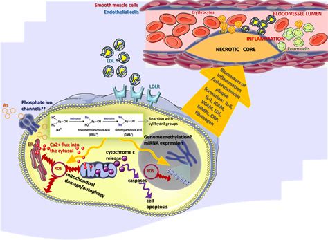 Arsenic Exposure Promotes The Emergence Of Cardiovascular Diseases