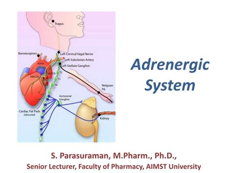 Adrenergic System Pptx