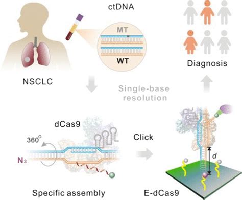 Crispr Dcas9 Mediated Specific Molecular Assembly Facilitates Genotyping Of Mutant Circulating
