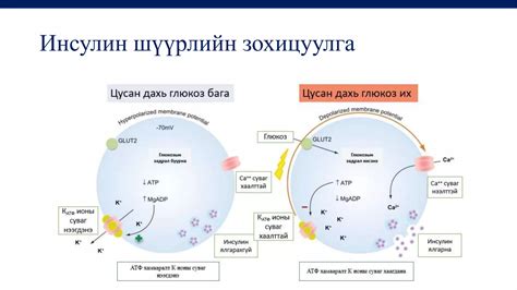 дотоод шүүрлийн физиологи Pptx